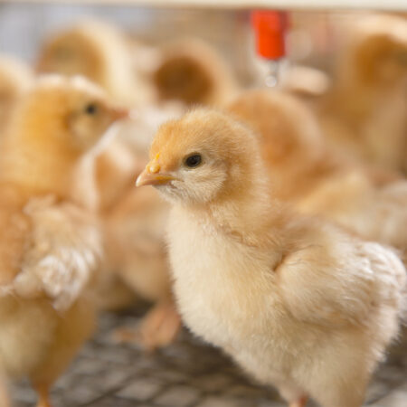 Nuestros productos - AVIGAN HN